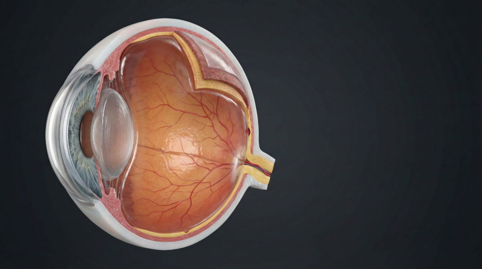 Triple-layer decellularized amniotic membrane linked to low recurrence ...